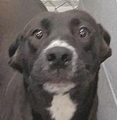 Save the Shelter Pets