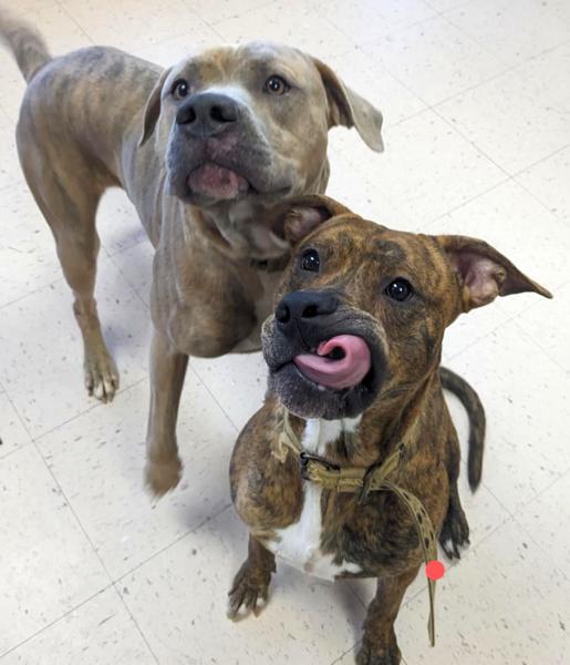 Wise County Animal Shelter, Norton, VA